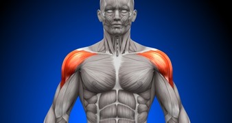 TRENING BARKÓW - jak efektywnie ćwiczyć barki na siłowni ? Plan ...